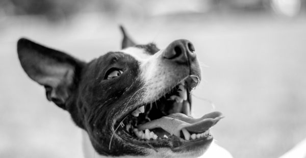 Virtual Lessons - Lesson 2 - Focused Dog Training